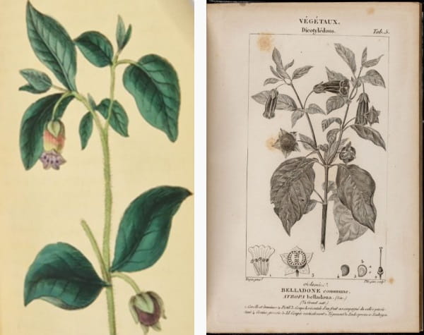 Poisons and the development of Toxicology in the 19th century — Royal ...